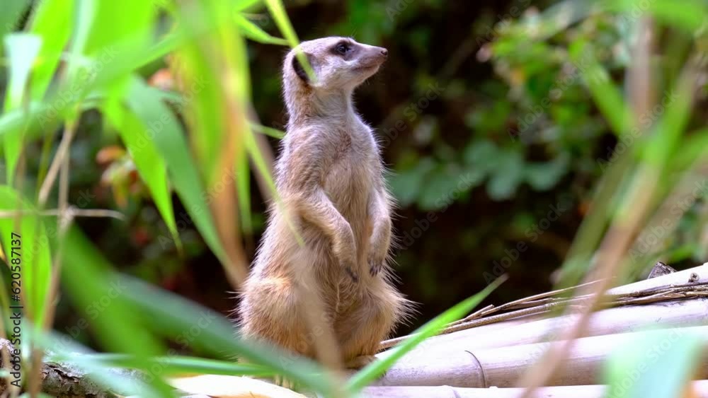 closeup of young animal meerkat, Suricata suricatta with brown glossy ...