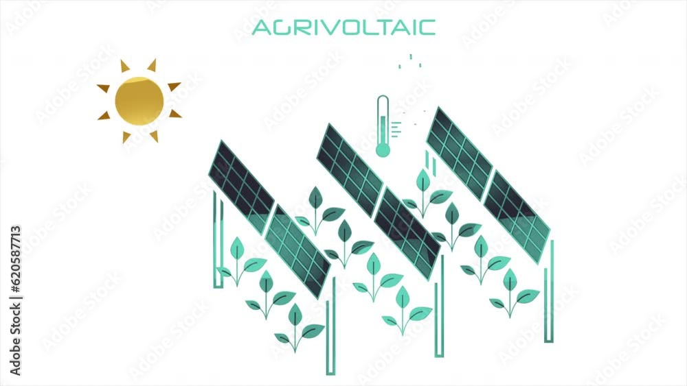 Agrivoltaic Farm. Growing plants under solar panels infographics ...