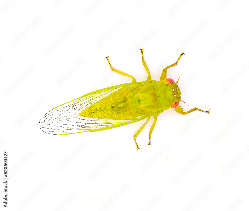 Little green southern grass cicada - Cicadettana calliope floridensis ...