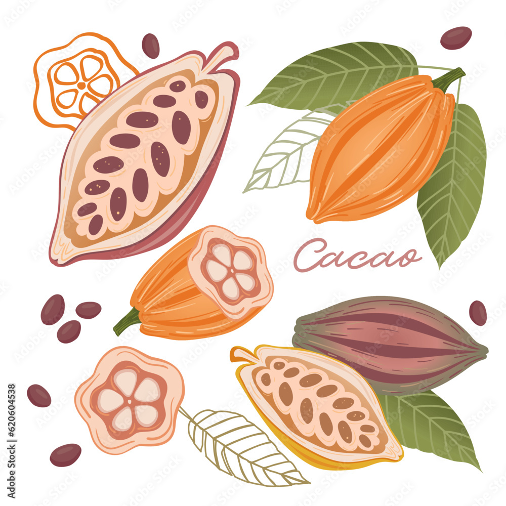 Brown cacao beans, pods as organic plant and natural food, green leaves ...