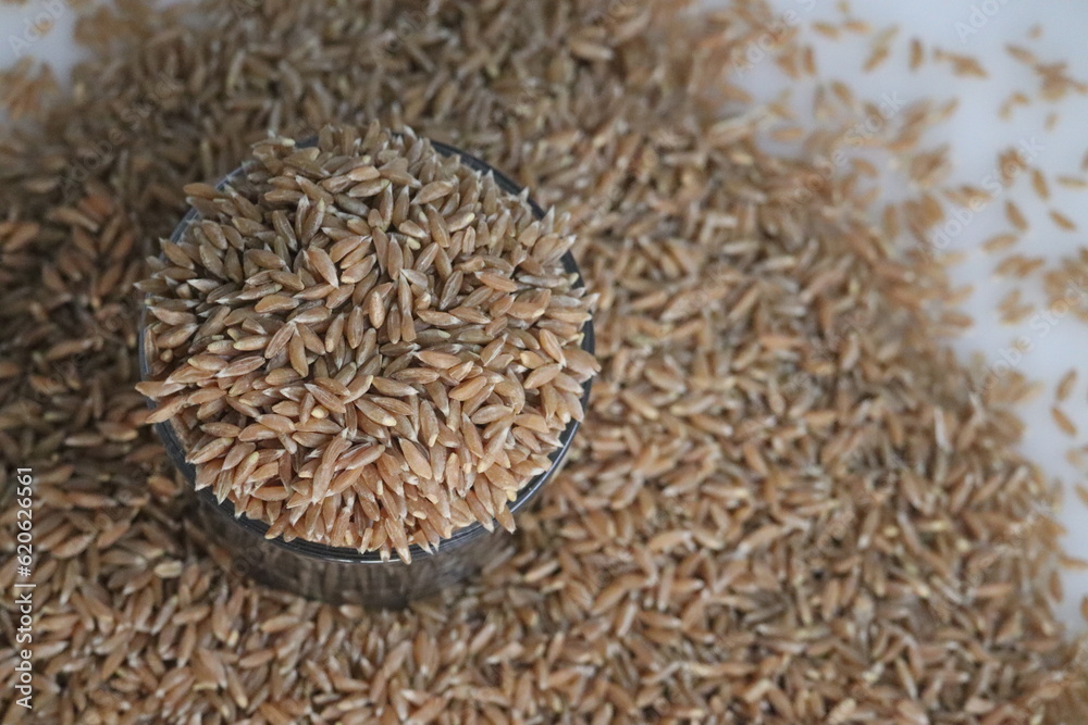 Khapli wheat. Also known as Emmer Wheat or Jave Godhi is one of the ...