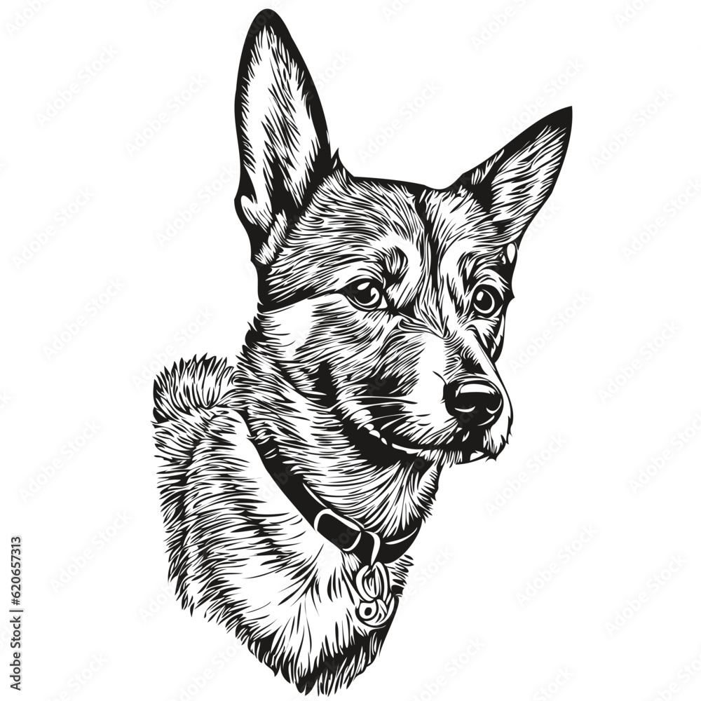 Basenji dog vector face drawing portrait, sketch vintage style ...