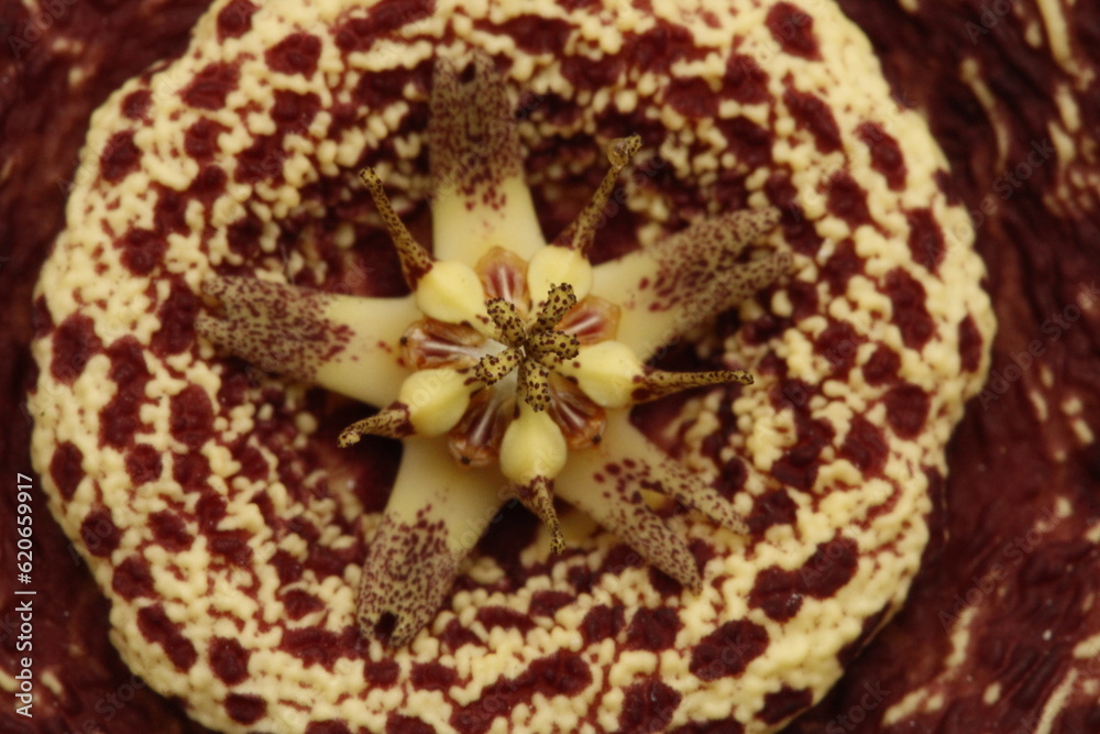 centro de flor con pistilos y estambres de stapelia orbea variegata ...
