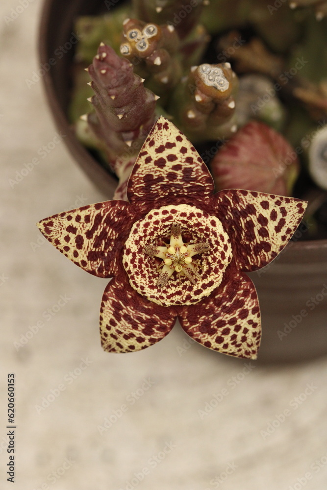 flor de stapelia orbea variegata color amarillo con puntos magentas en ...