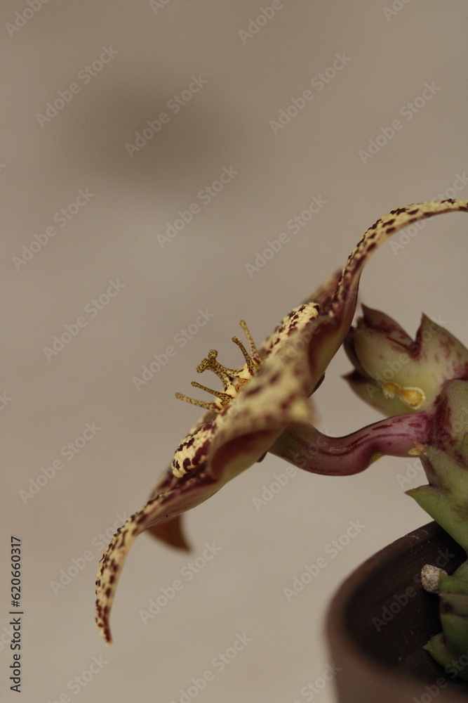 close up de flor de stapelia orbea variegata color amarillo con puntos ...