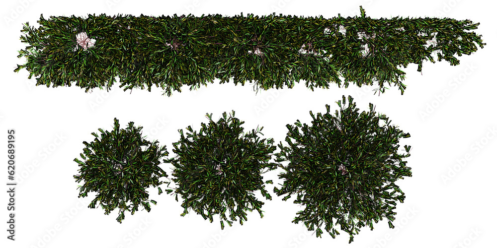 Top view of Grevillea Royal Mantie ,Grevillea on isolated transparent ...