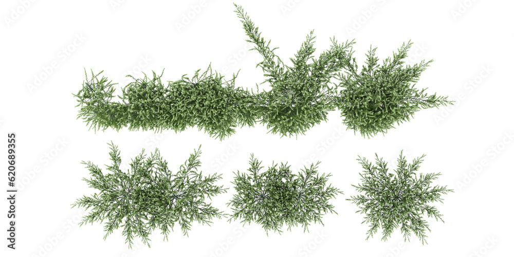 Top view of Myoporum parvifolium,Yareena on isolated transparent ...