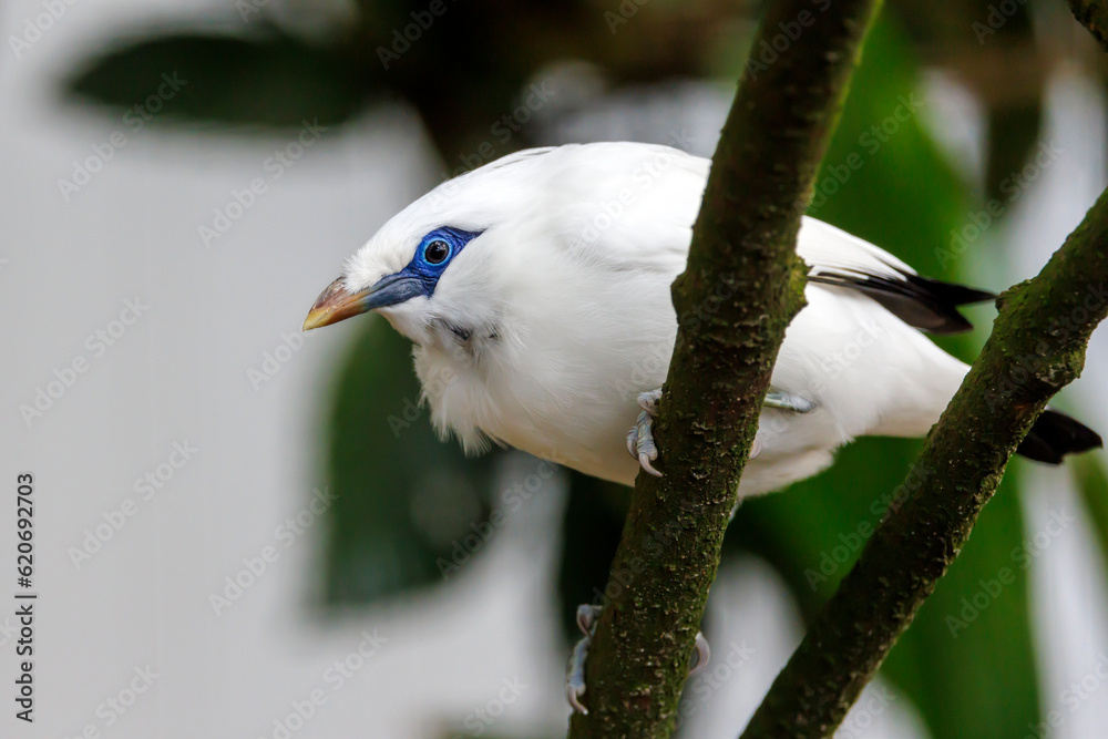 The Bali myna (Leucopsar rothschildi), also known as Rothschild's mynah ...
