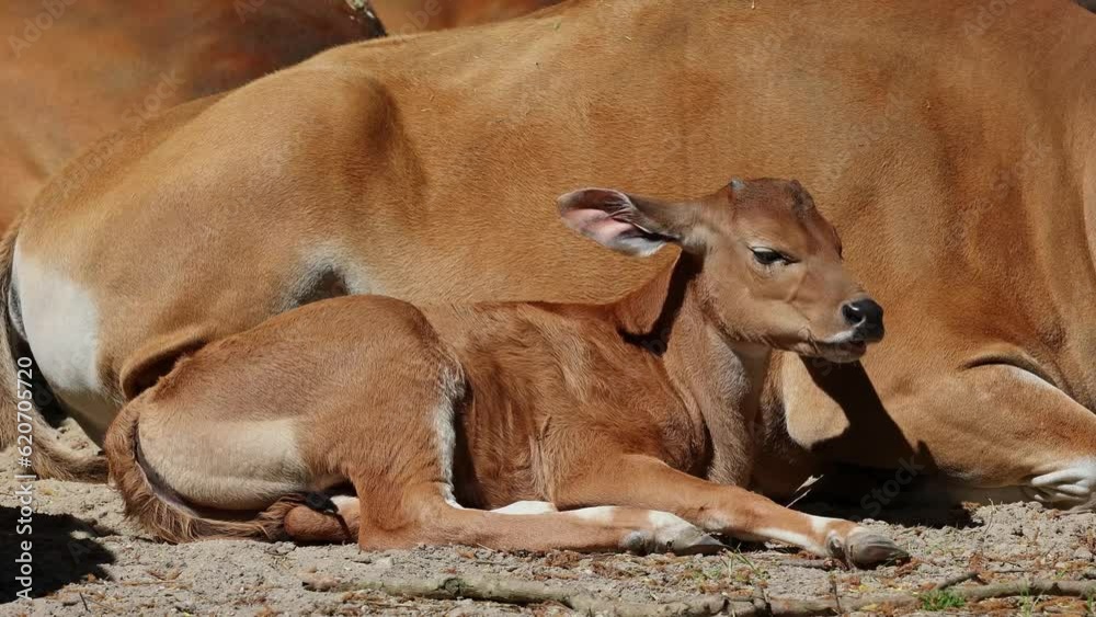 Young baby Banteng, Bos javanicus or Red Bull. It is a type of wild ...