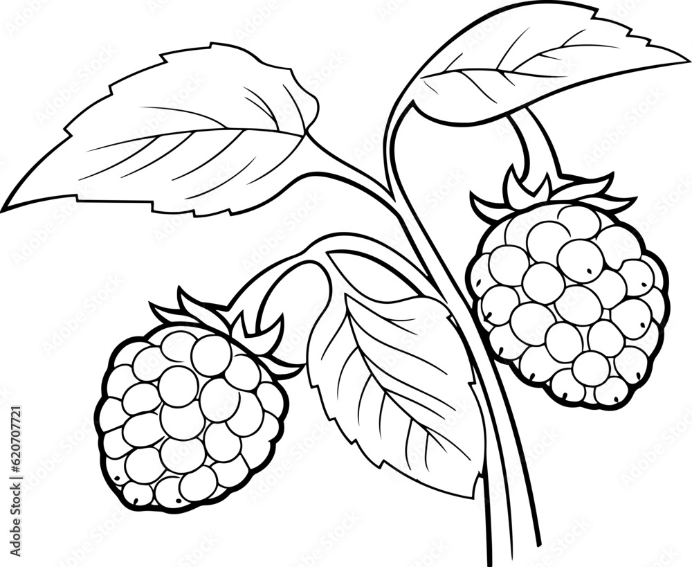 Raspberries vector illustration. Black and white outline Raspberries ...