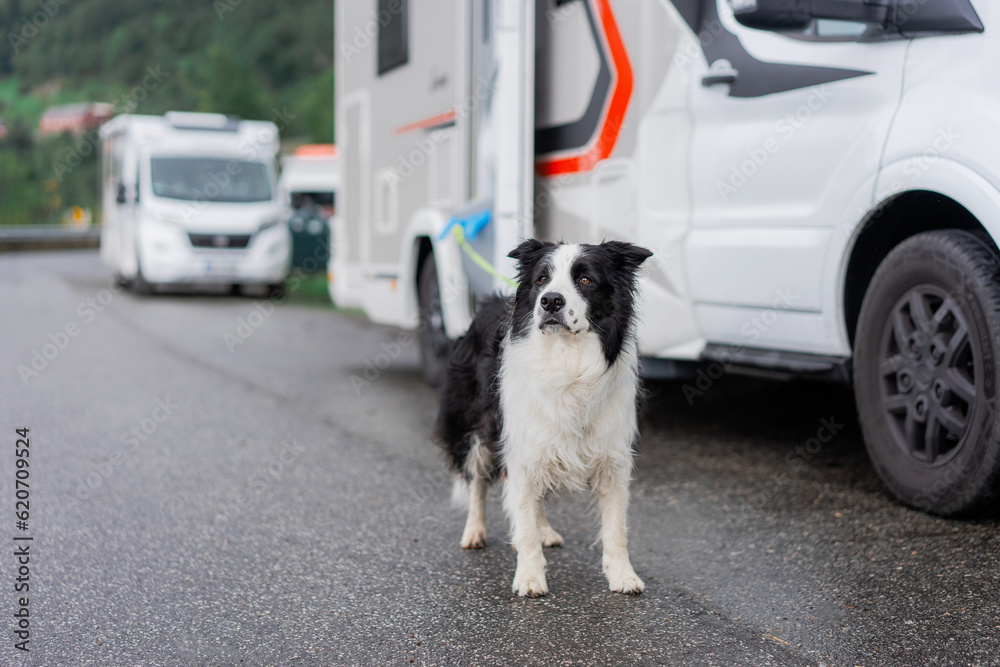 Border collie standing near the camper van in camping Stock Photo ...