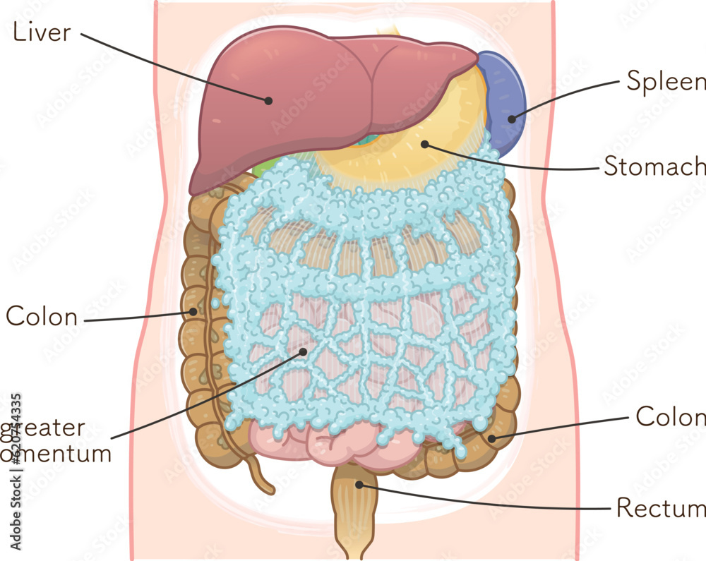 liver,stomach,colon,greater omentum,illustration Stock Vector | Adobe Stock