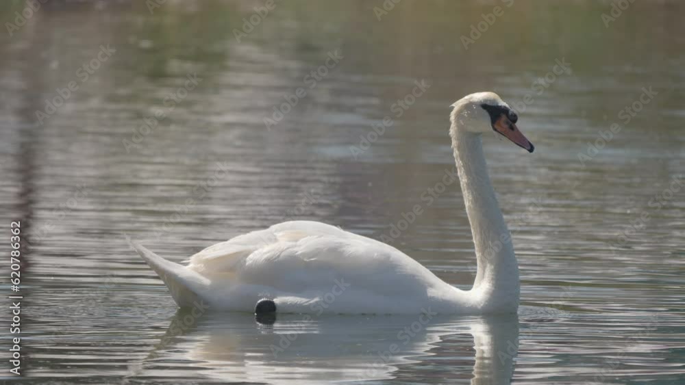 White Swan in Northam Western Australia. 4K Australian wildlife and ...
