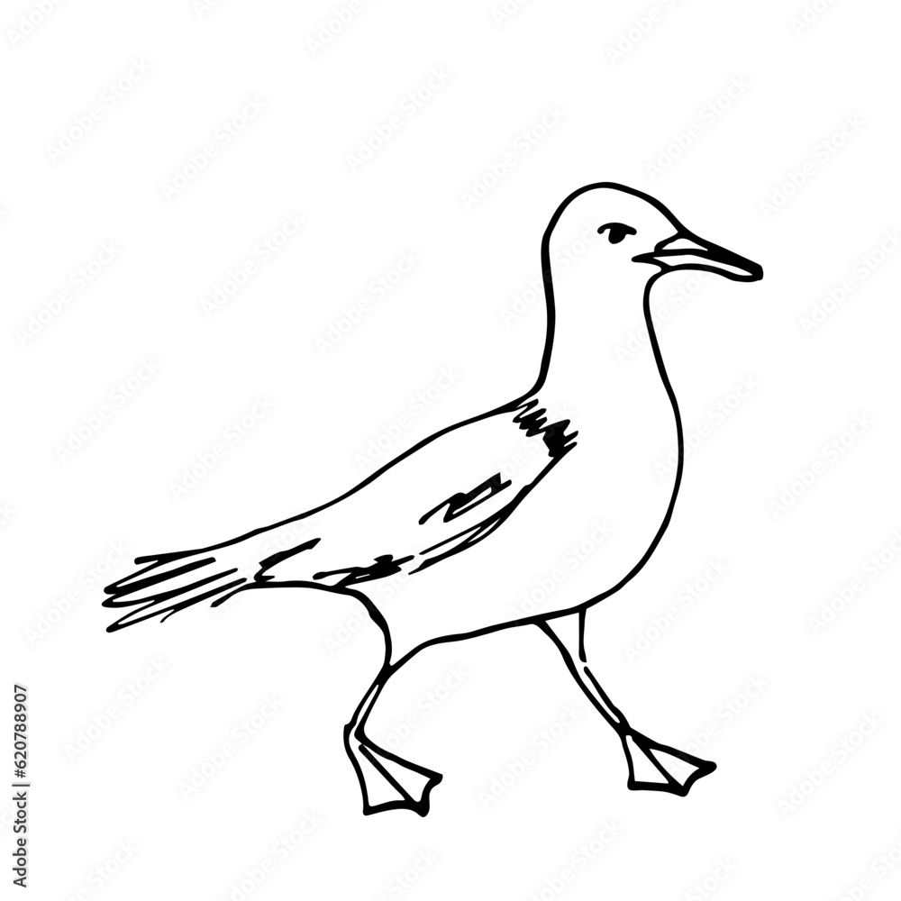 Simple black outline vector drawing. Sea gull isolated on white ...