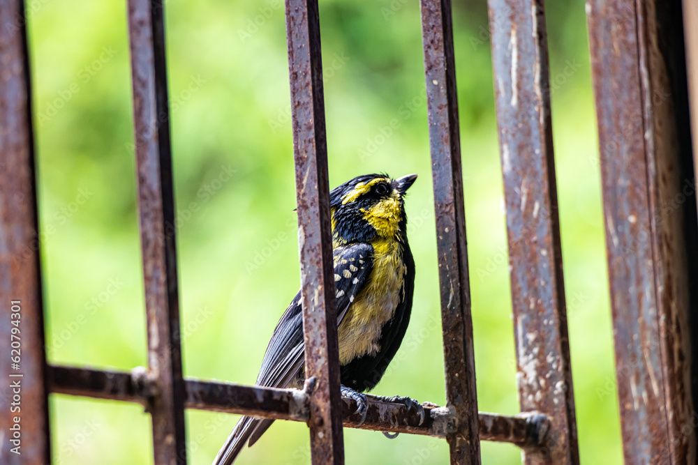 Bird captured in sattal, Indian Birds,Himalayan Black-Lored Tit, Birds ...
