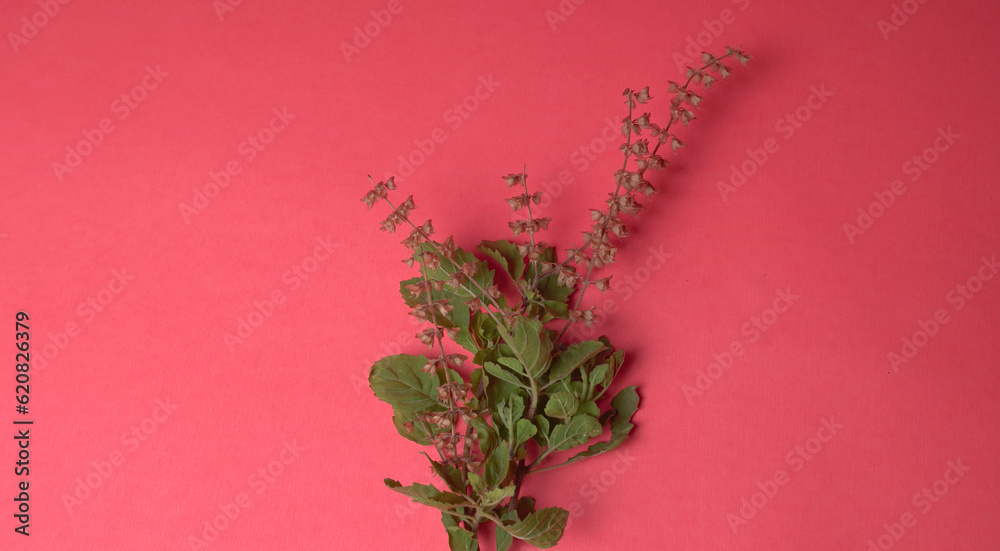 Holy basil, tulasi or tulsi, is an aromatic perennial plant in the ...