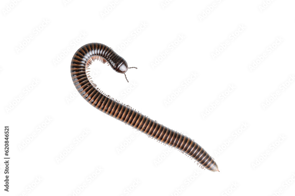 Millipede, Myriapoda, Spirostreptus giganteus on transparent background ...