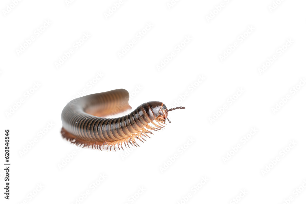 Poster Millipede, Myriapoda, Spirostreptus giganteus on transparent ...