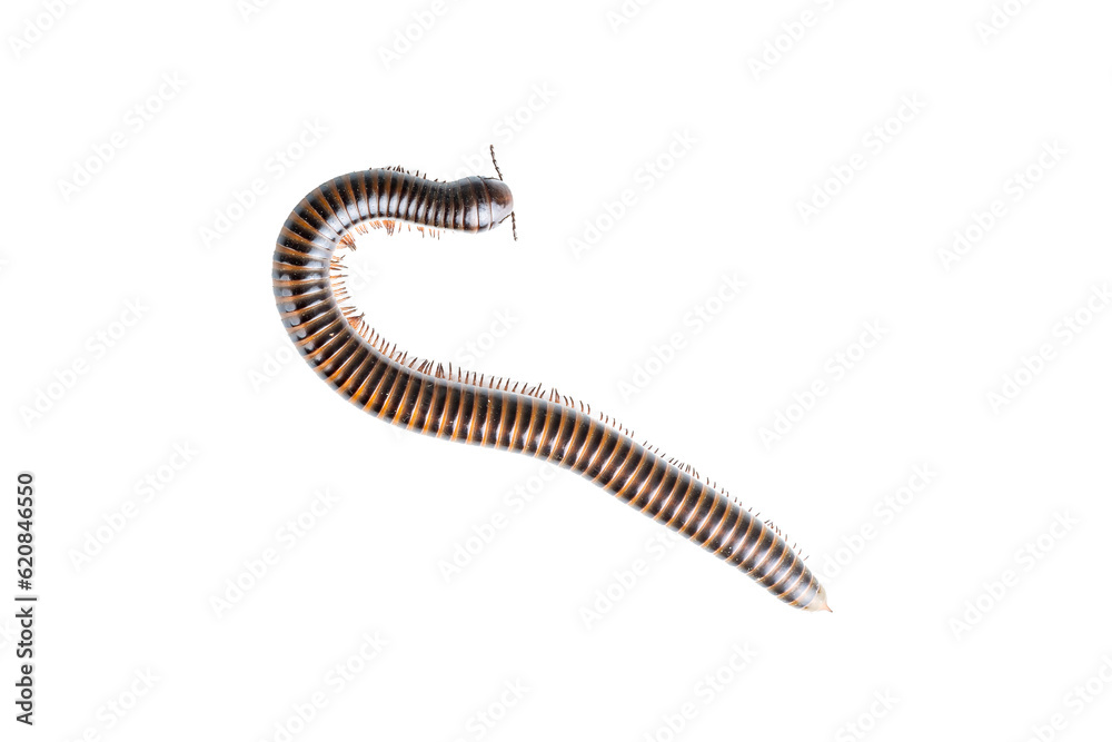Millipede, Myriapoda, Spirostreptus giganteus on transparent background ...