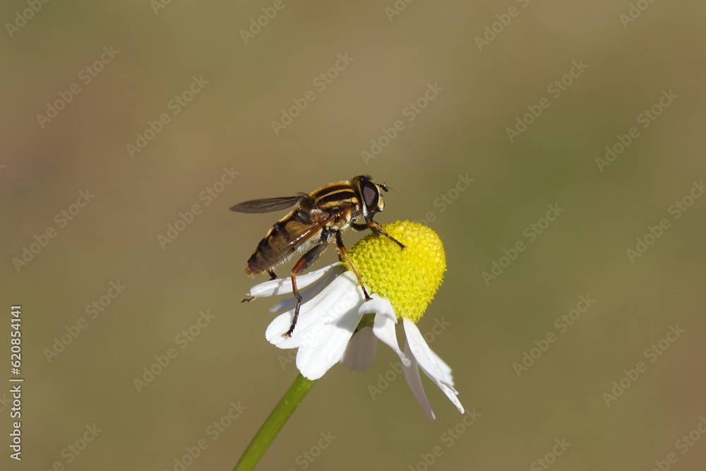 Sun fly Helophilus pendulus of family Syrphidae on flower of chamomile ...
