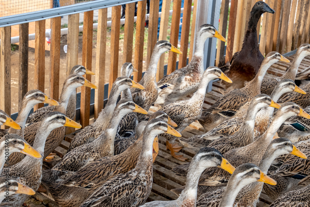 a collection of alabio ducks in a cage, alabio duck farm in Indonesia ...