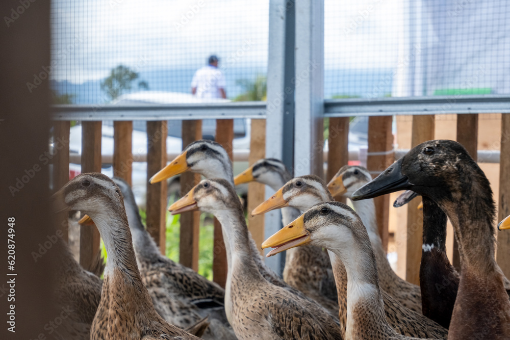 a collection of alabio ducks in a cage, alabio duck farm in Indonesia ...