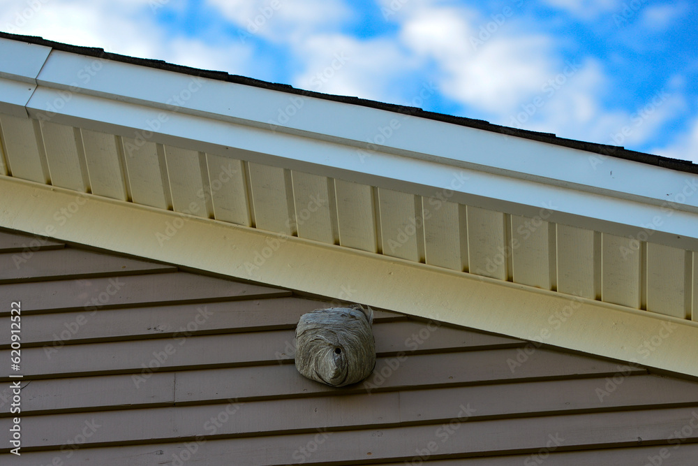 A large wasp hornet nest is affixed to an exterior dryer vent cover on ...