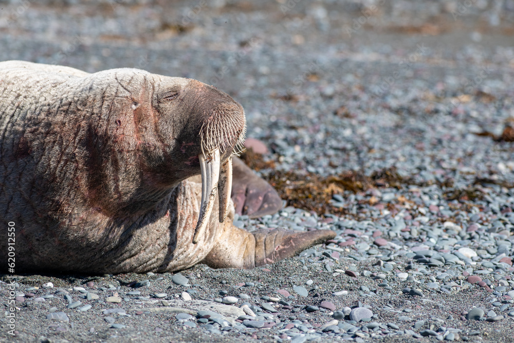 A large wild male walrus laying on a rocky beach with two long ivory ...