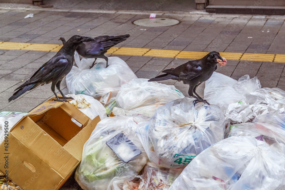 Three black crows on top of pile of plastic garbage bags which have ...