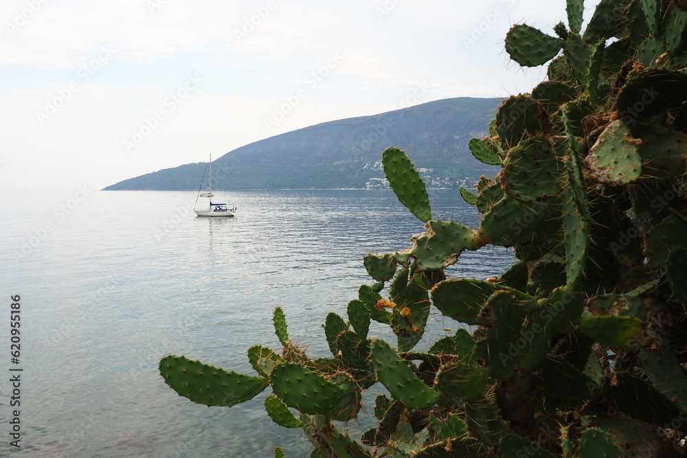 Opuntia, the prickly pear cactus, is a genus of flowering plants in the ...