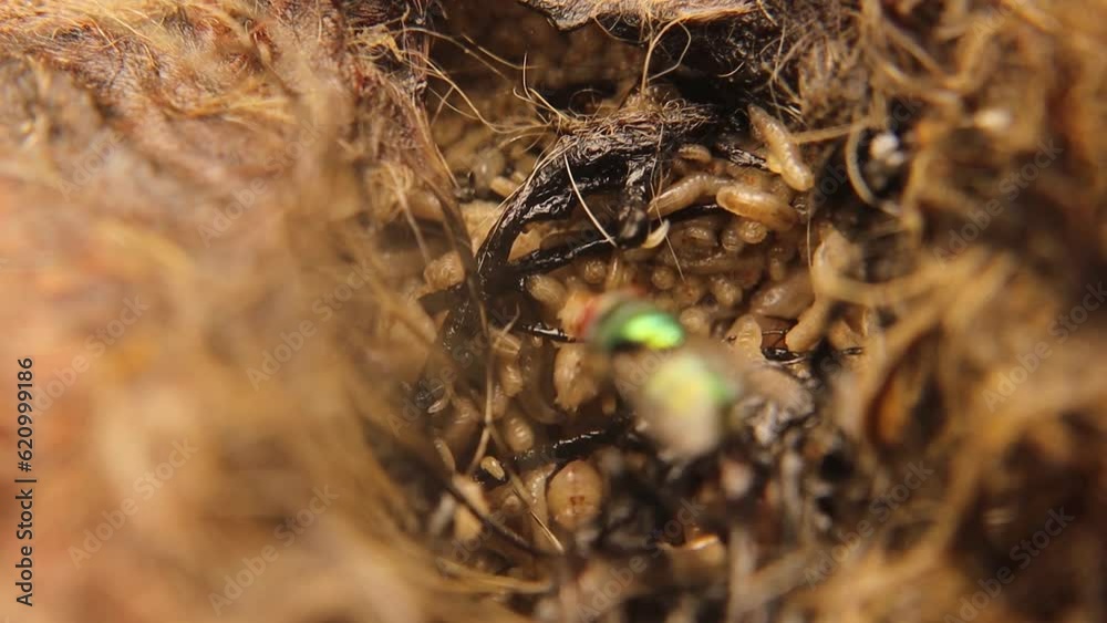 Larvae of flies on a cat's carcass. Common green bottle fly (Lucilia ...