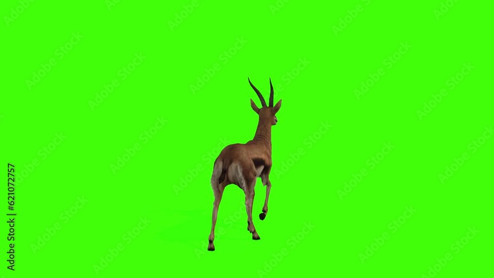 3D walking Gazelle back view loop animation on the chroma key can ...