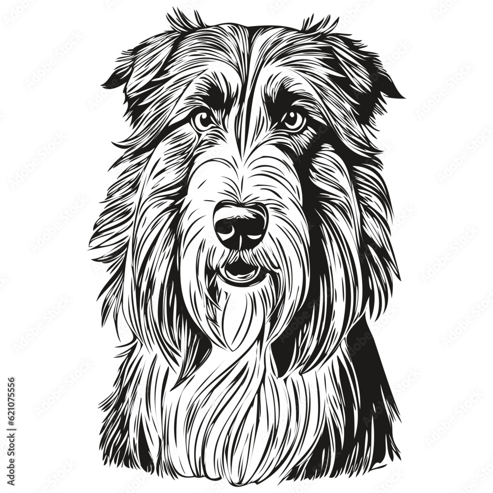 Bearded Collie dog line illustration, black and white ink sketch face ...