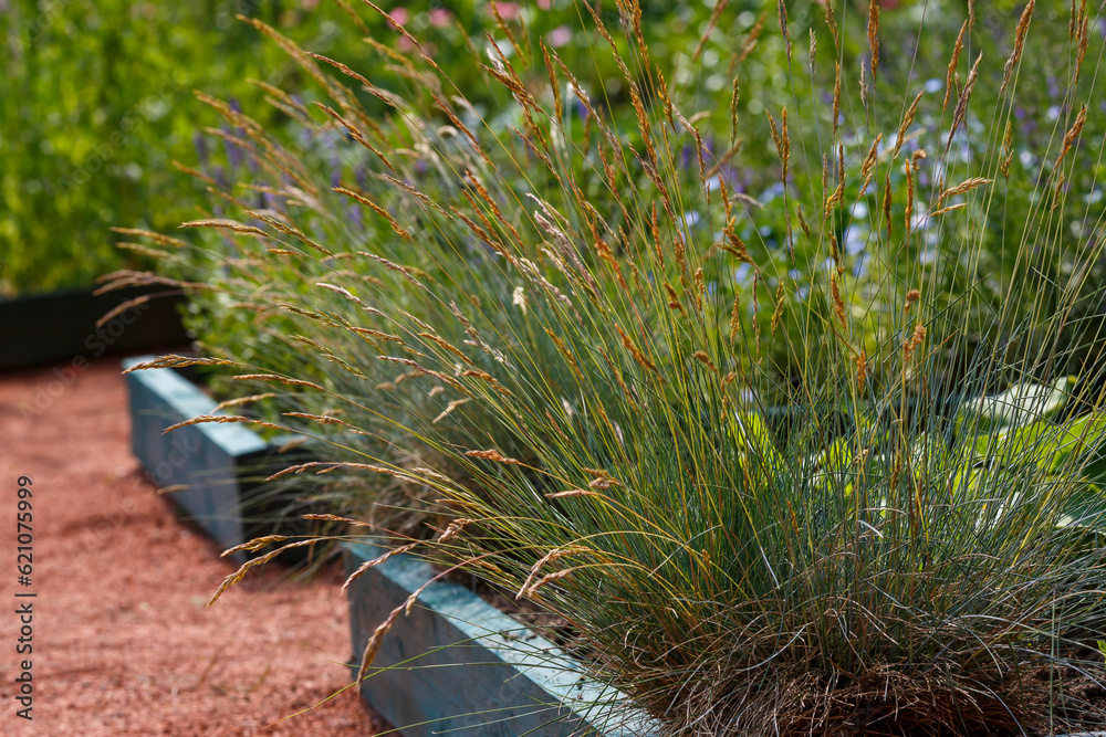 Gray fescue ( lat. Festuca glauca ) is a species of flowering plant of ...