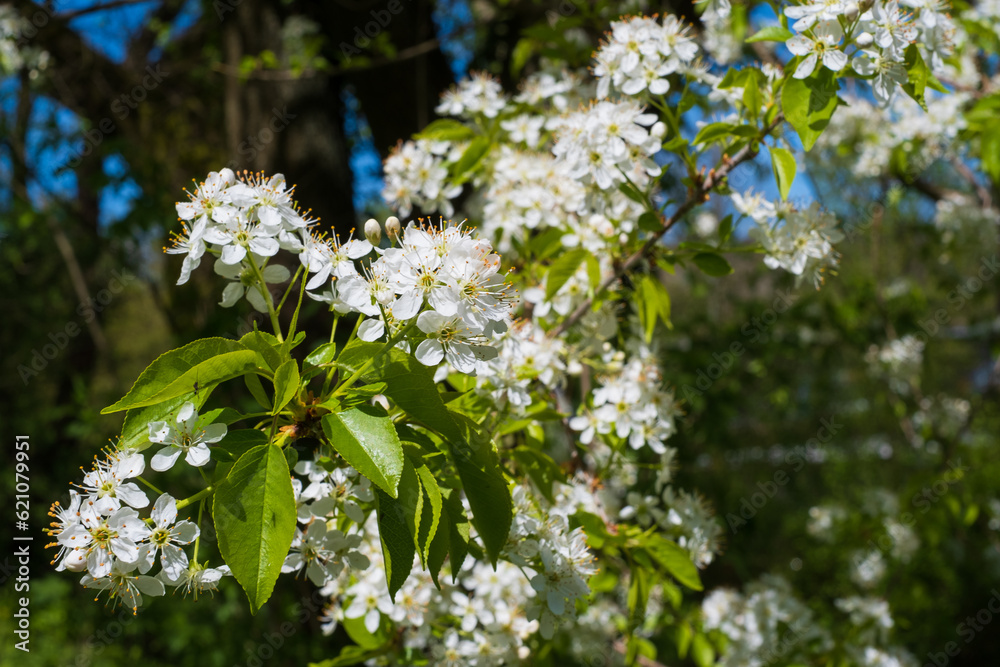Prunus padus, known as bird cherry, Mayday tree, is flowering plant in ...