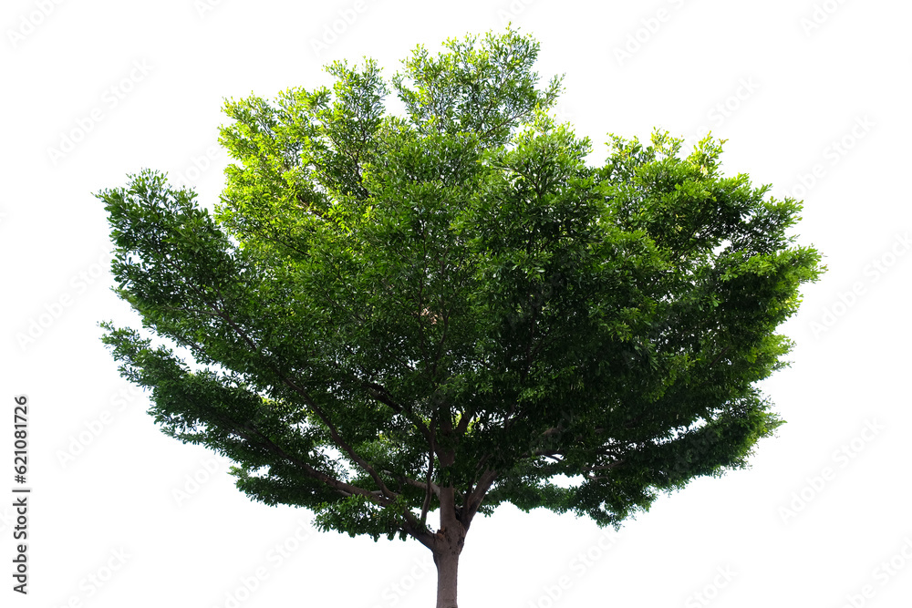Tree isolated on white background, green tree isolated on white ...