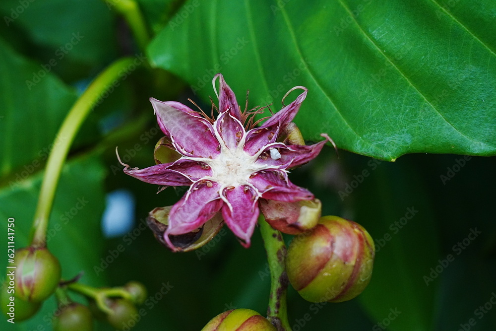 Dillenia suffruticosa, commonly known as Shrubby Simpoh or Simpoh Air ...