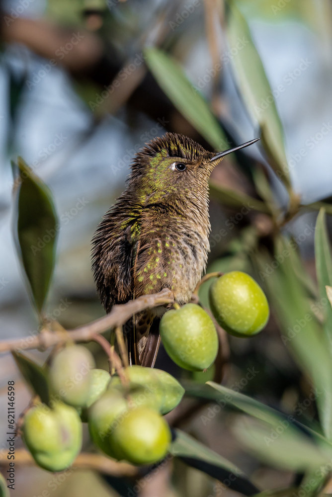 picaflor o colibri de perfil mirando hacia la derecha con colores ...