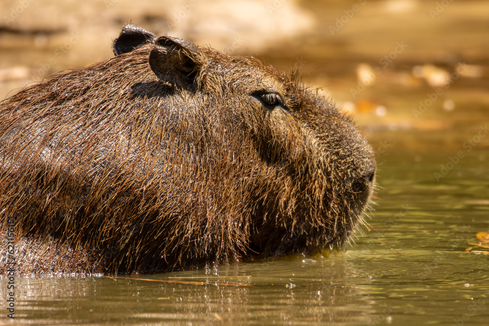 THE CAPYBARAS ARE VERY SOCIABLE, CUTE ANIMALS AND THEY ARE THE LARGEST ...