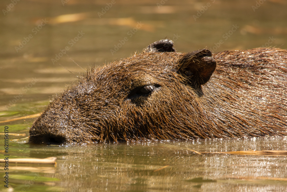 THE CAPYBARAS ARE VERY SOCIABLE, CUTE ANIMALS AND THEY ARE THE LARGEST ...
