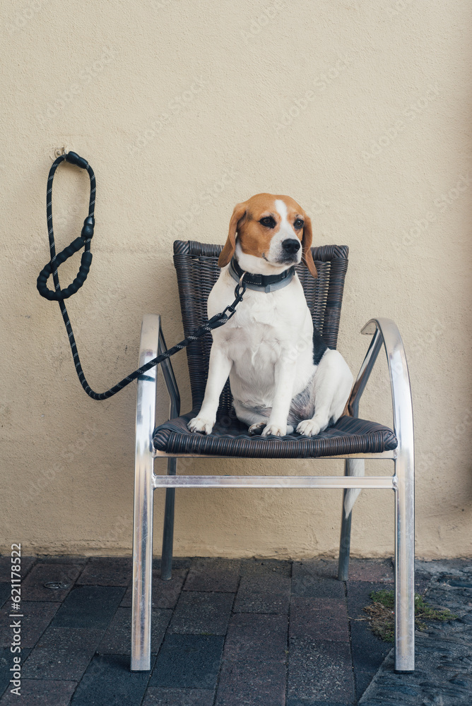 Foto de un chien assis sur une chaise attend son maître. Chien Beagle attaché à une laisse ...
