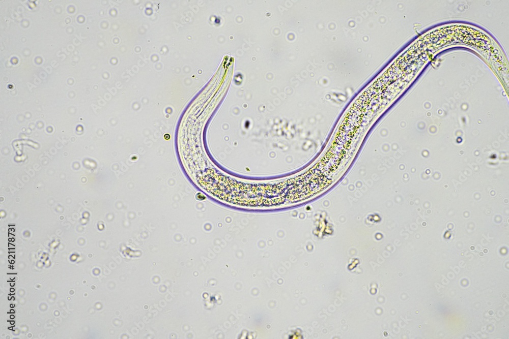 soil switcher nematode, microorganism and soil biology, with nematodes ...