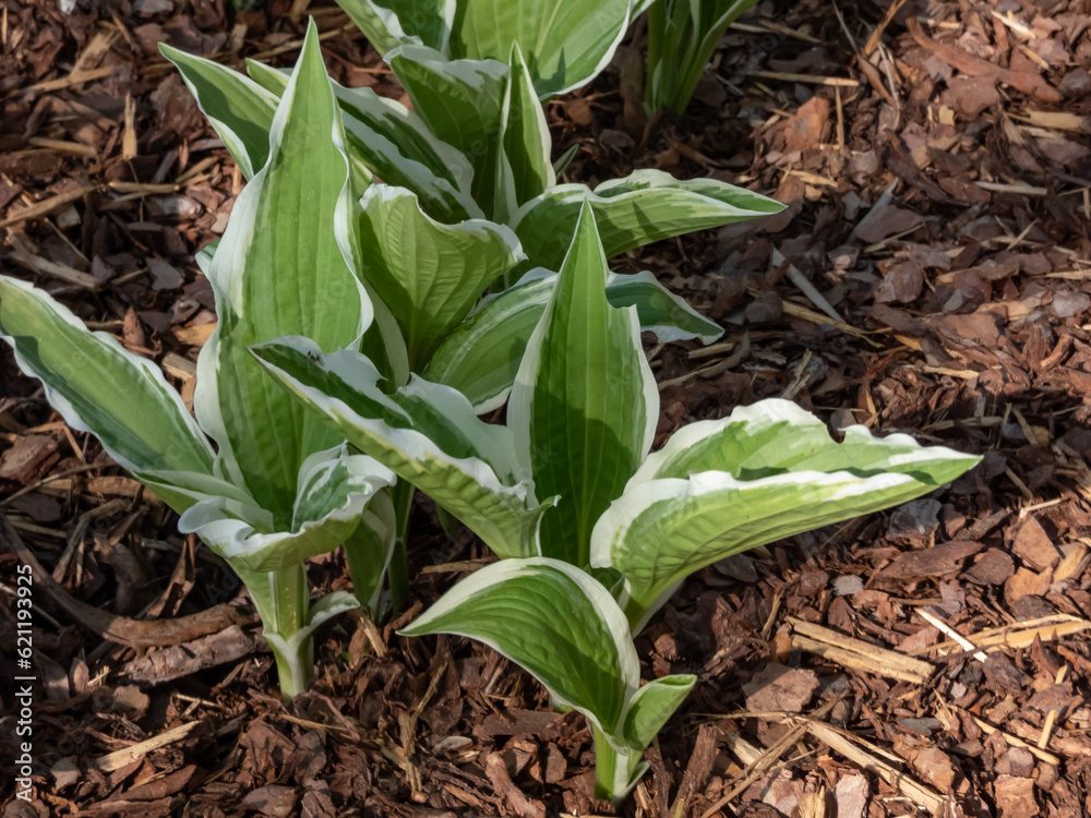 Hosta 'Ginko Craig' growing in the garden with narrow, deep green ...