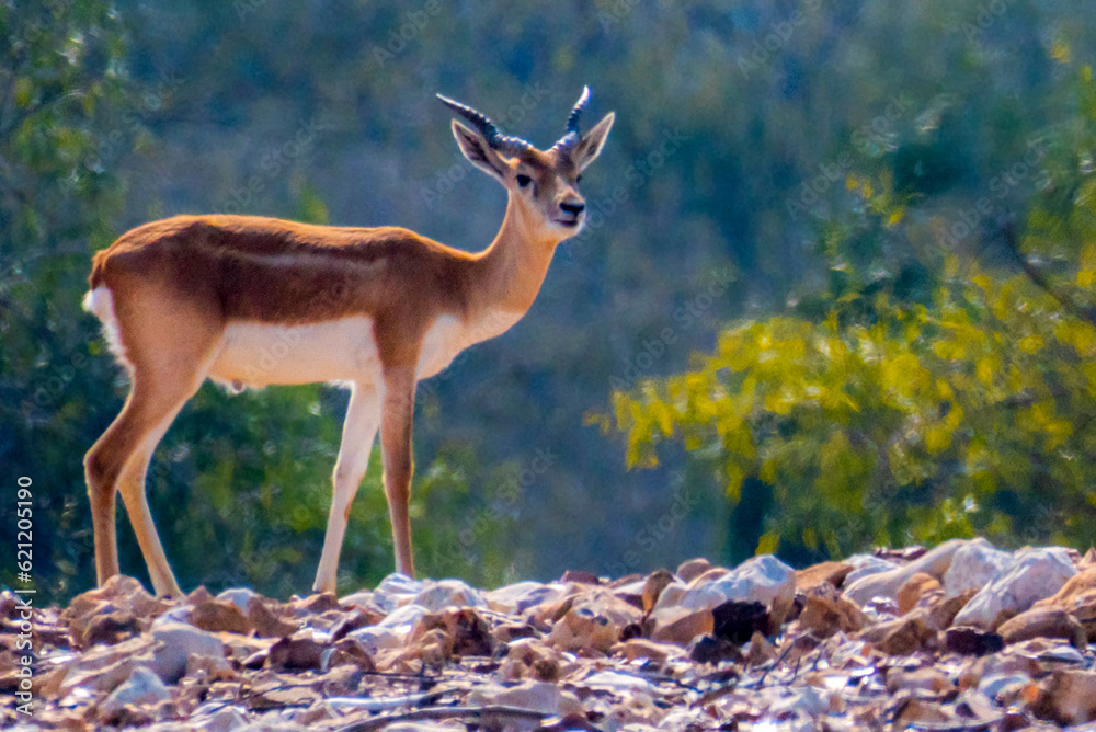 flock of blackbuck in the desert , The blackbuck, also known as the ...
