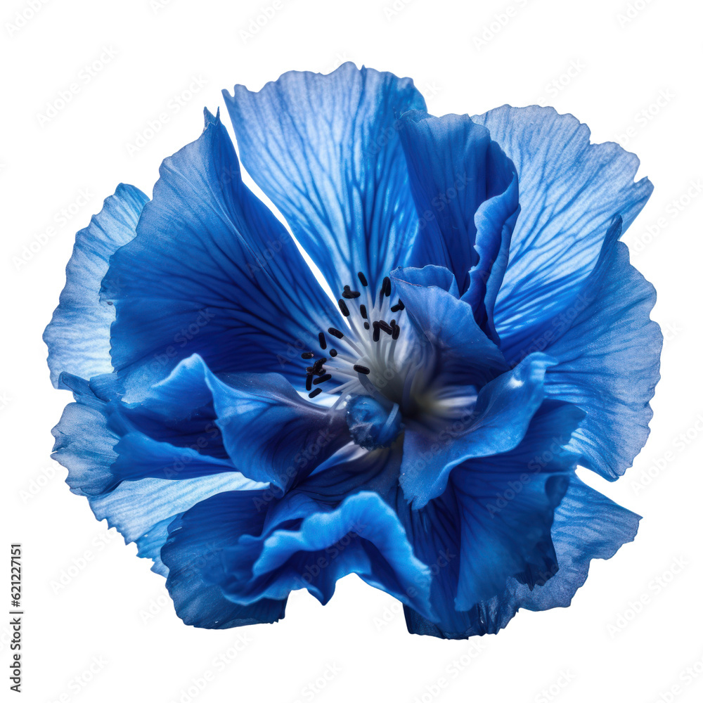 blue flower isolated on transparent background cutout Stock ...