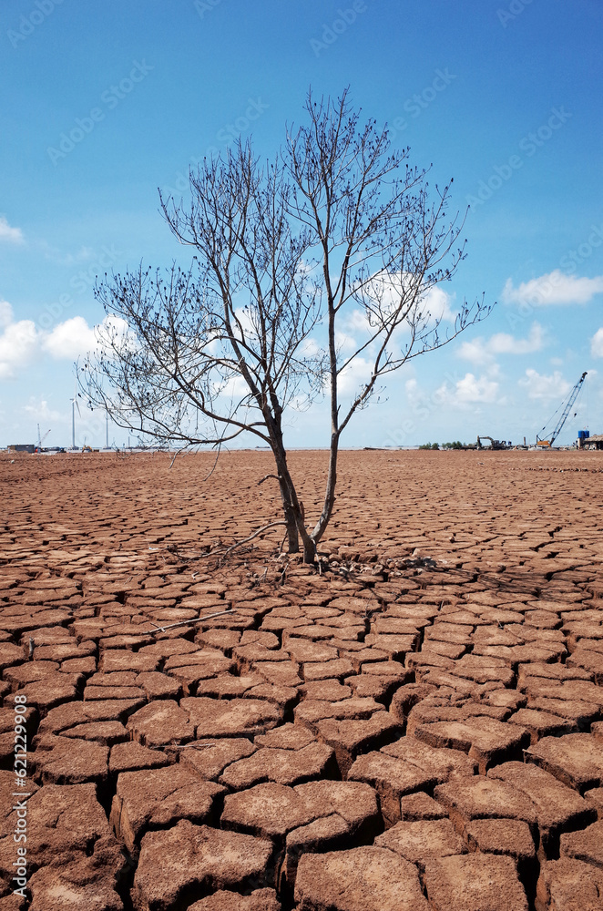 A dried, dead tree with cracked brown soil surrounding it, fragmented ...