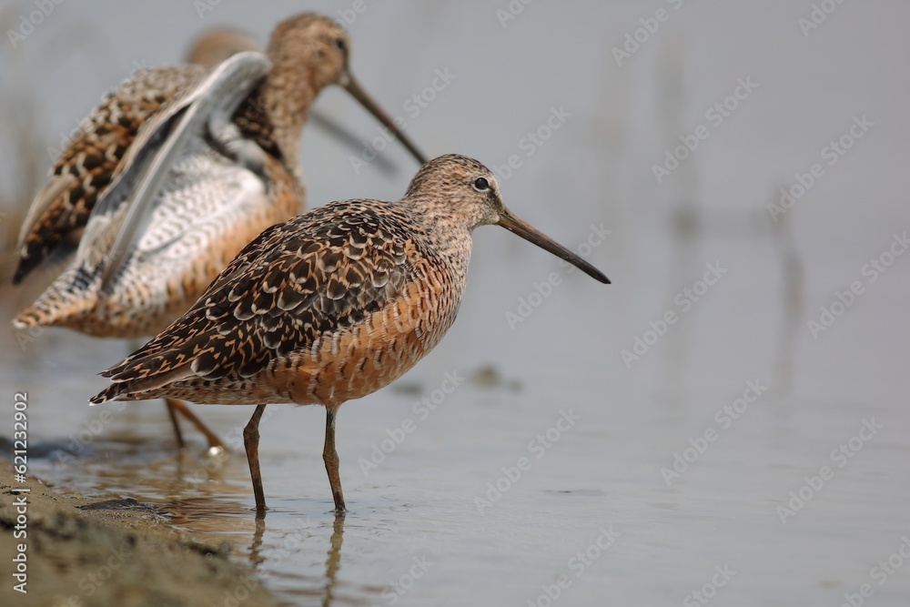 The long-billed dowitcher (Limnodromus scolopaceus) is a medium-sized ...