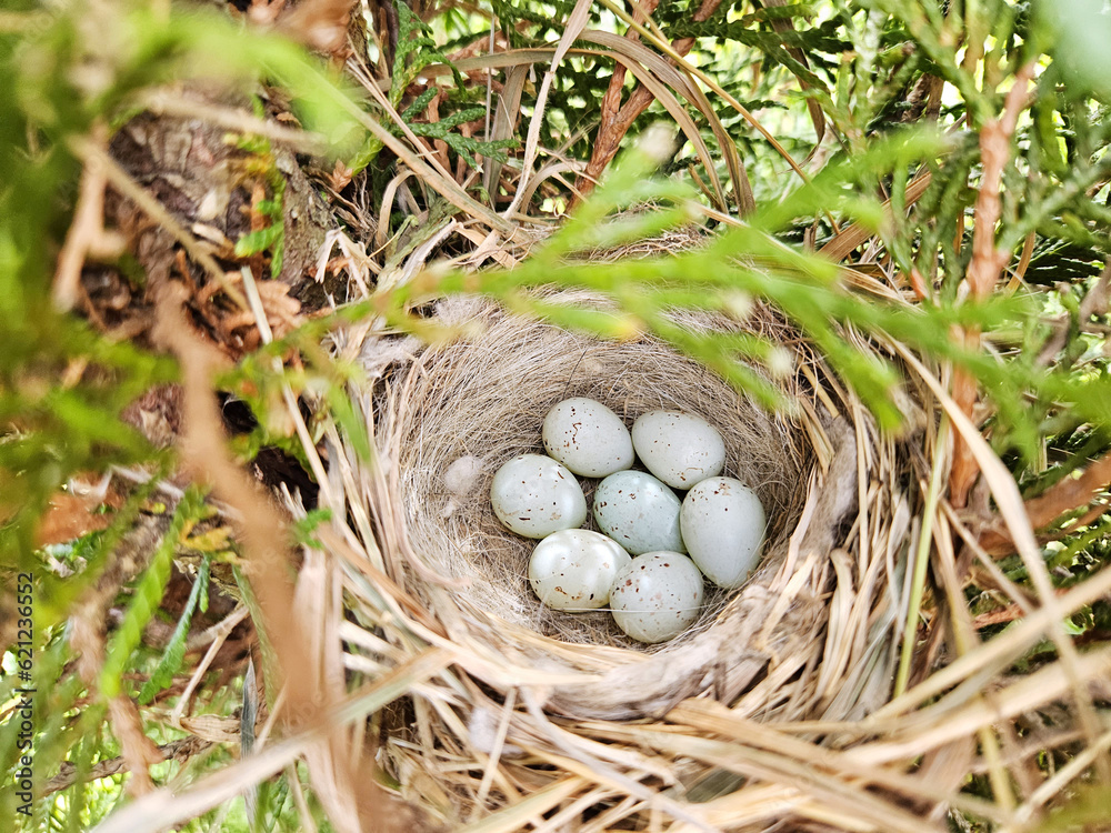 Bird egg laying in the crown of a Thuja tree. Motacilla offspring, nest ...