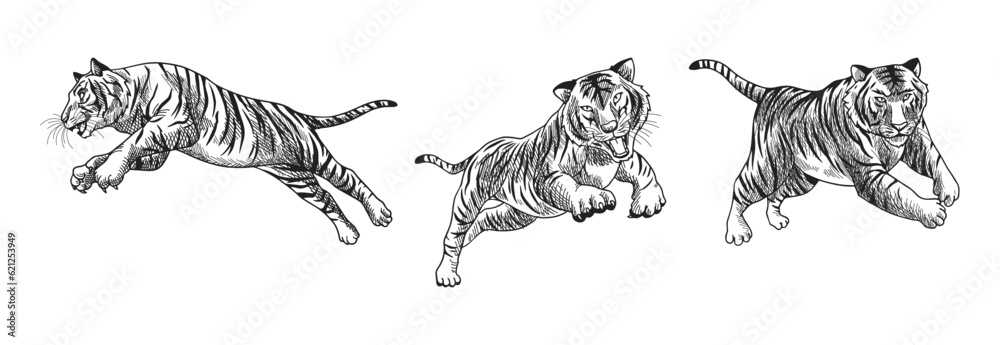 tiger vector illustration with black and white shading consisting of ...
