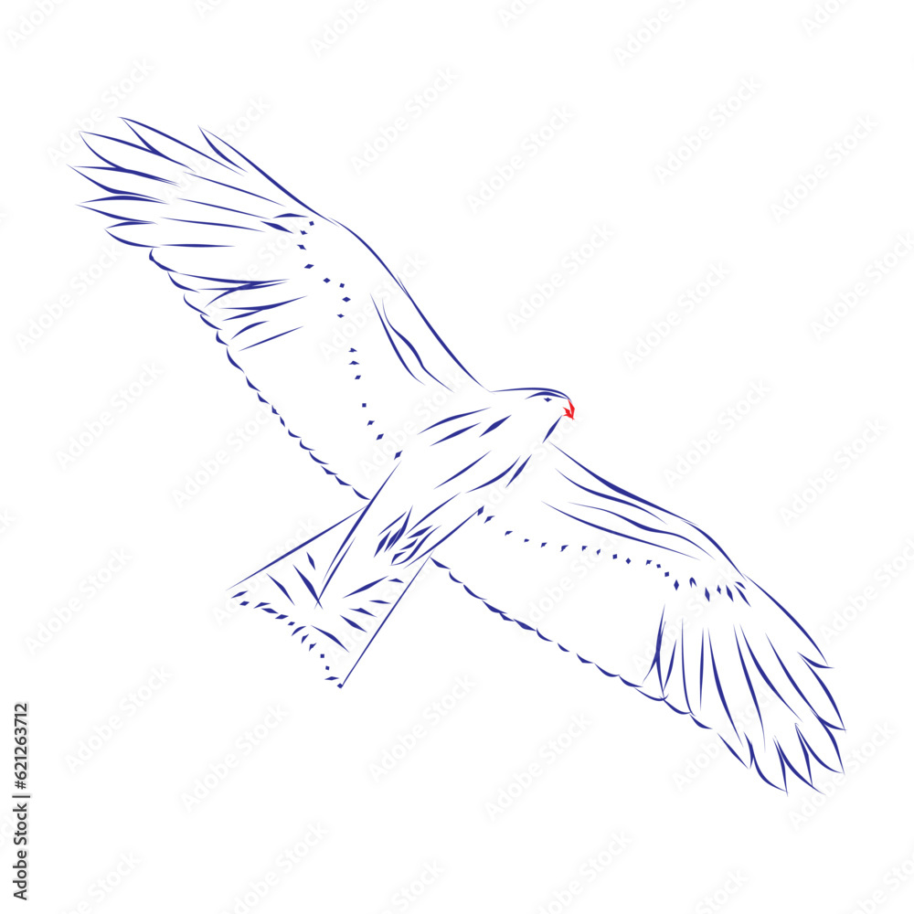 Continuous line drawing of a flying eagle bird, bottom view. Hand drawn, vector illustration ...